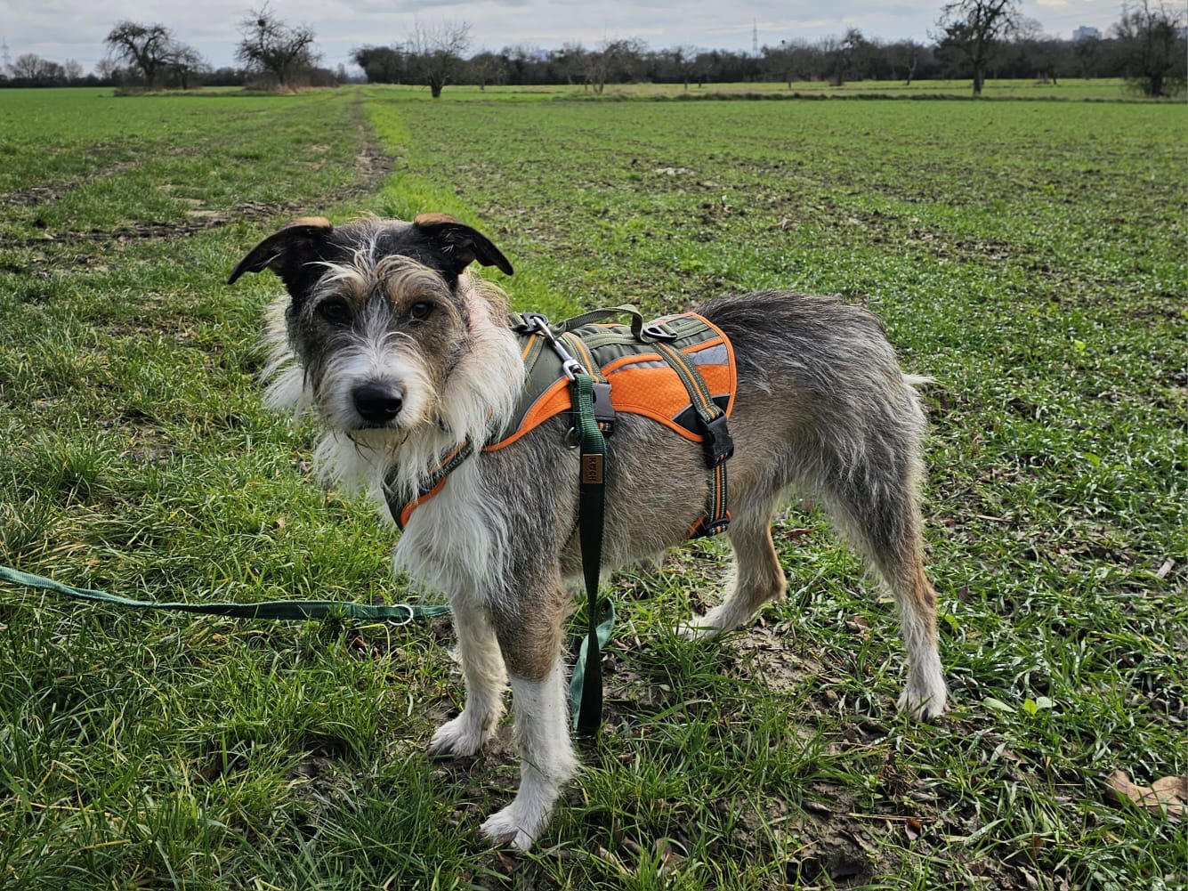 🐕 Unsere Hunde suchen eine neue Familie