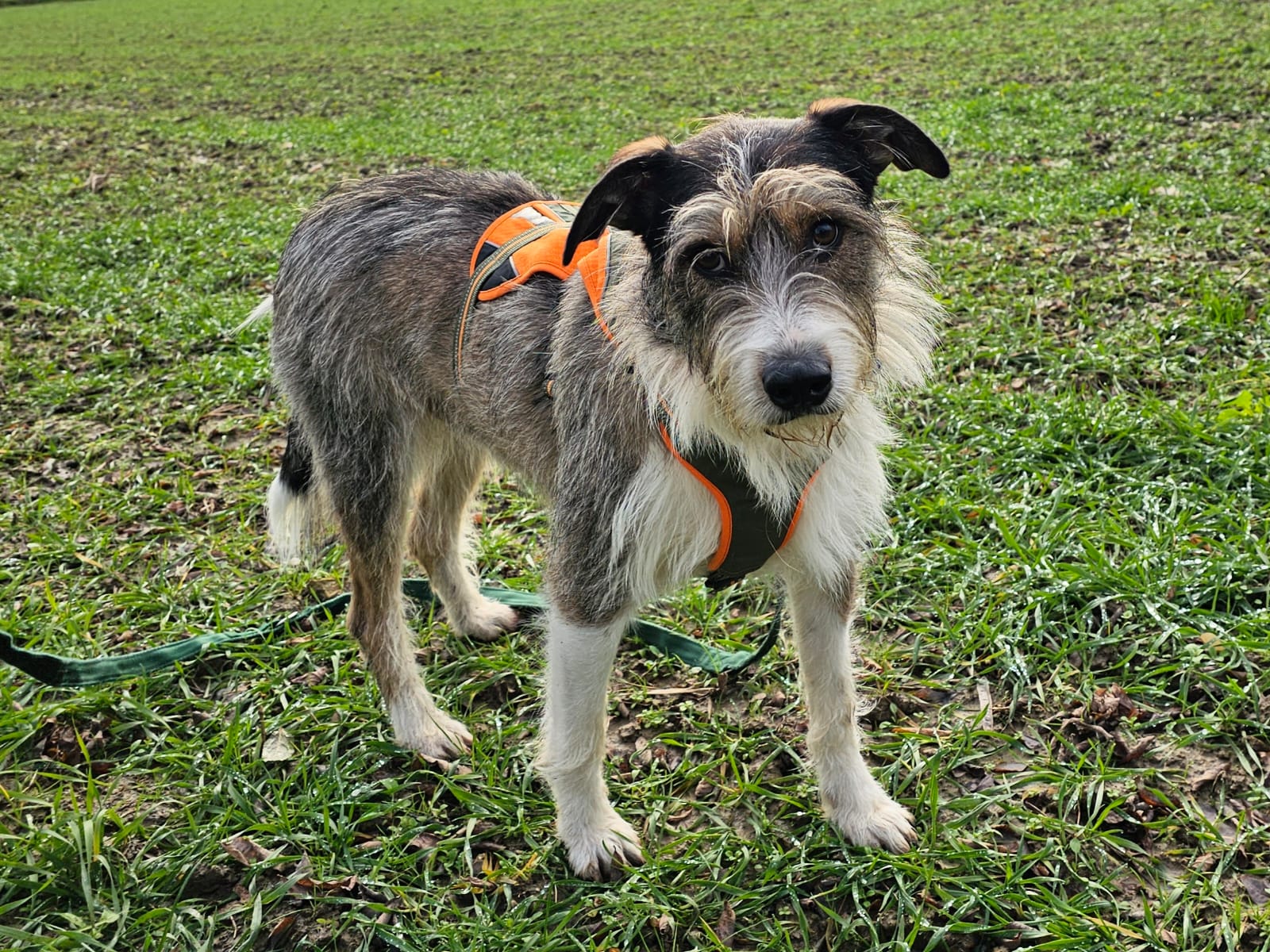 🐕 Unsere Hunde suchen eine neue Familie